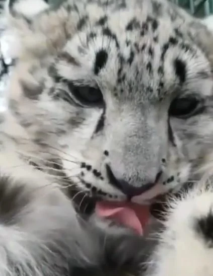 snow leopard | Scrolller