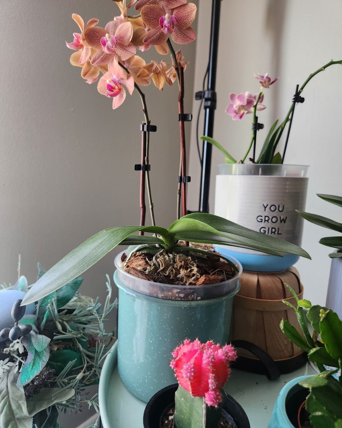 Phalaenopsis Orchid with limp left leaf and papery aerial roots at the stem | Scrolller