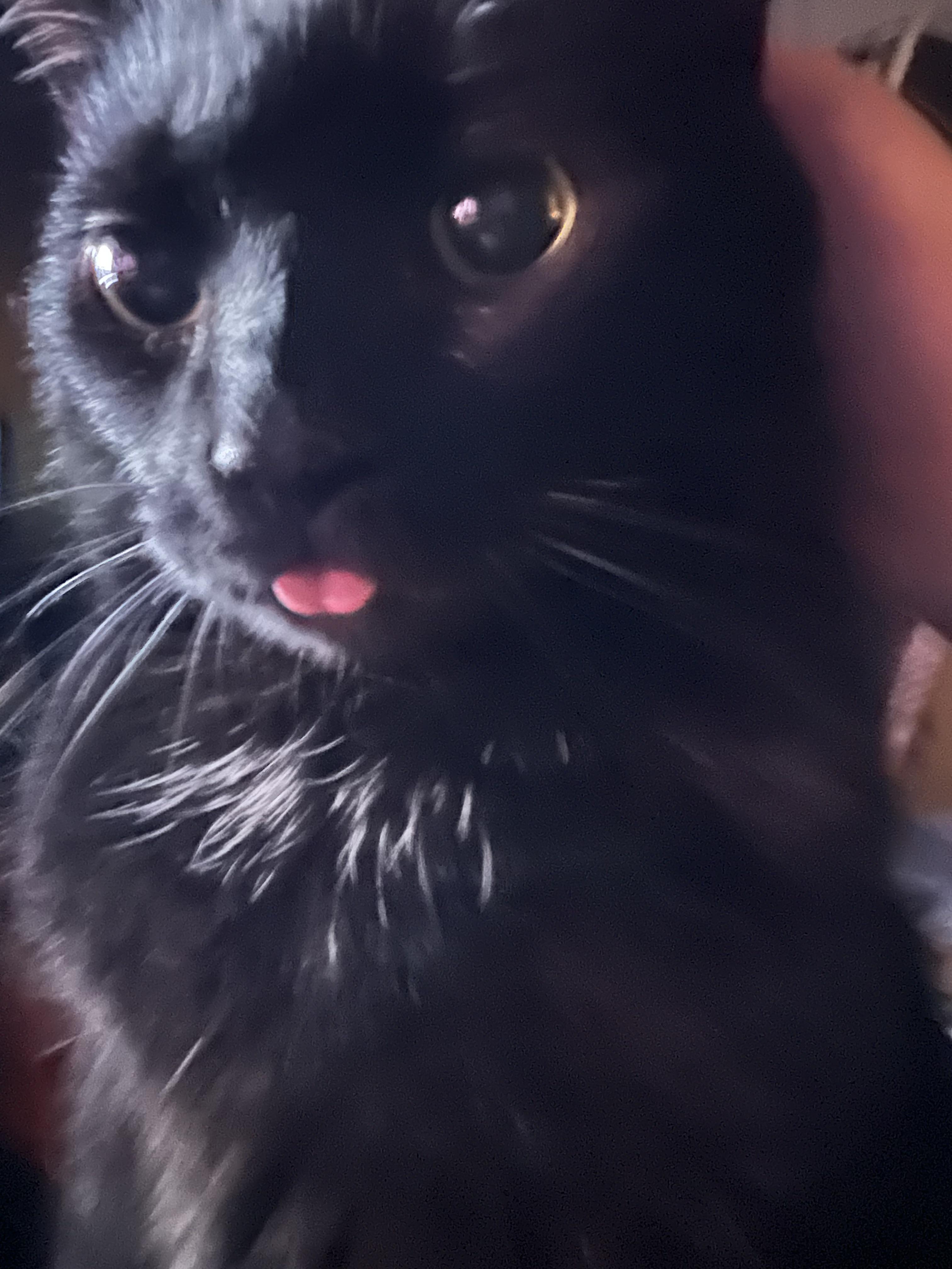 Blep | Scrolller
