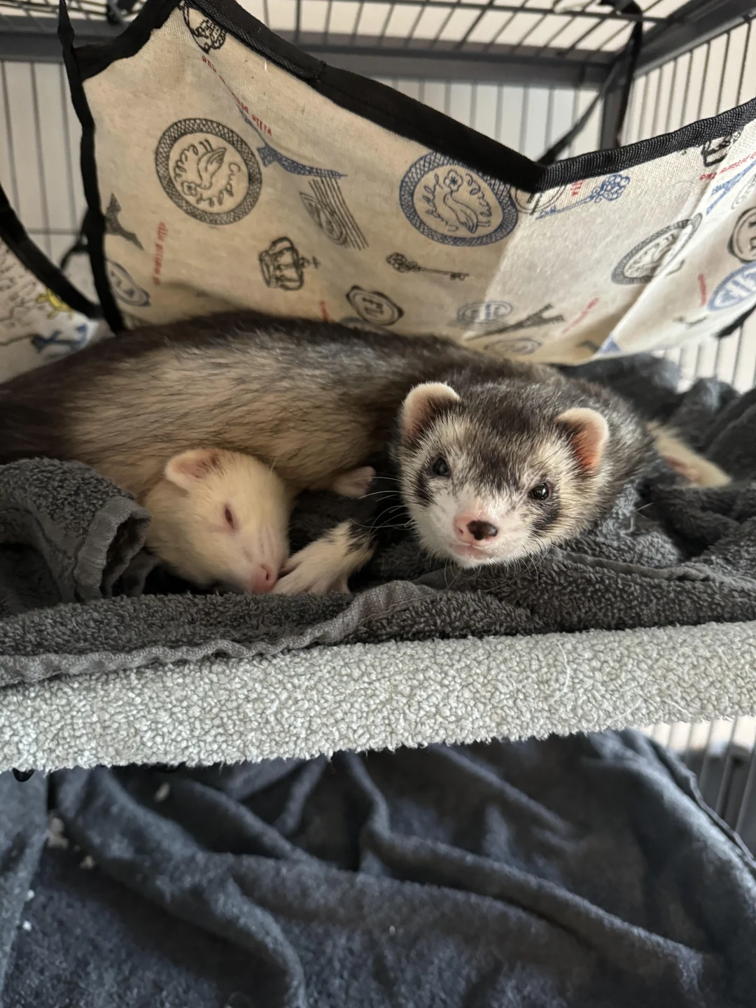 Ferret nicknames | Scrolller