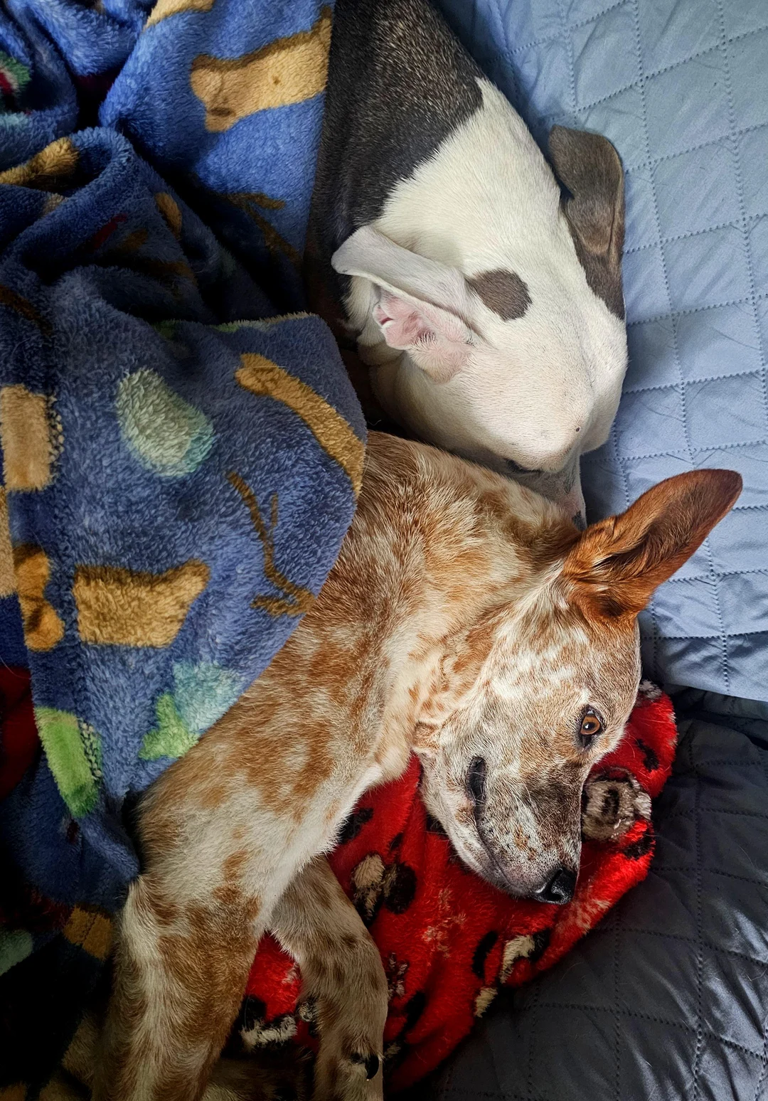 Snuggle Buddies | Scrolller