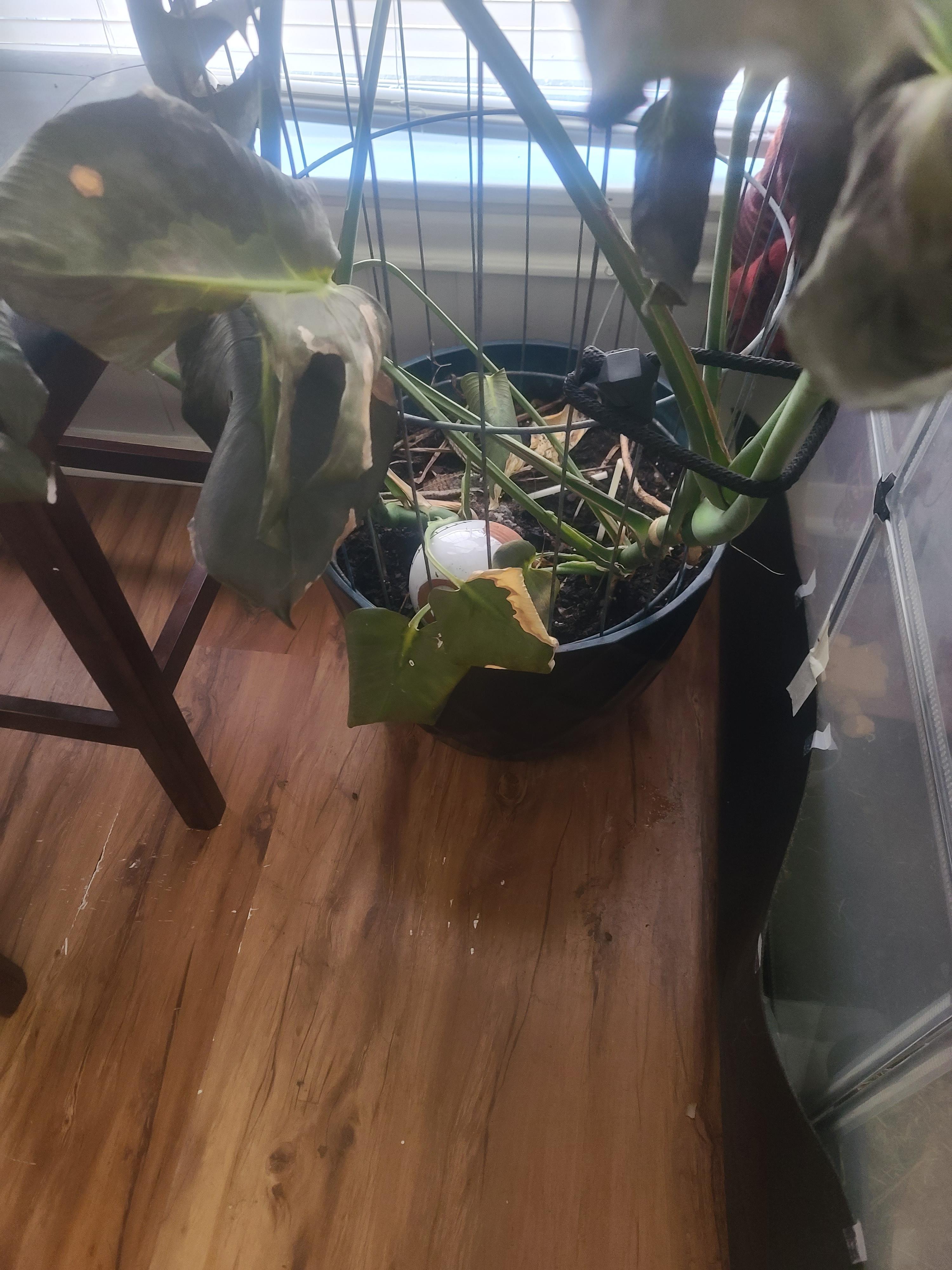 Monstera in distress! Please help! | Scrolller
