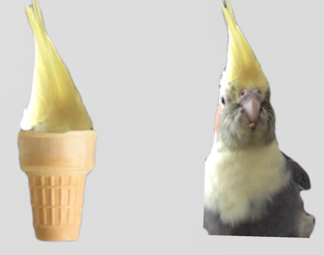 birb cone | Scrolller