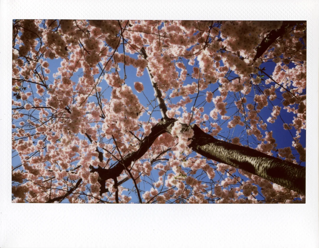 Cherry blossom in bloom | Scrolller