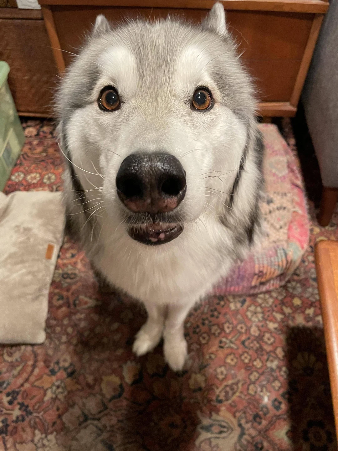 I just love her big goofy face so much | Scrolller