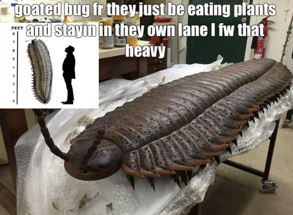 Centipede | Scrolller