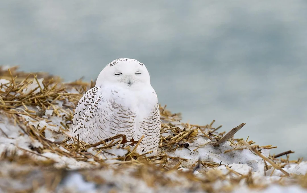 Discover more like Owls: Snowy owl and Related Content | Scrolller