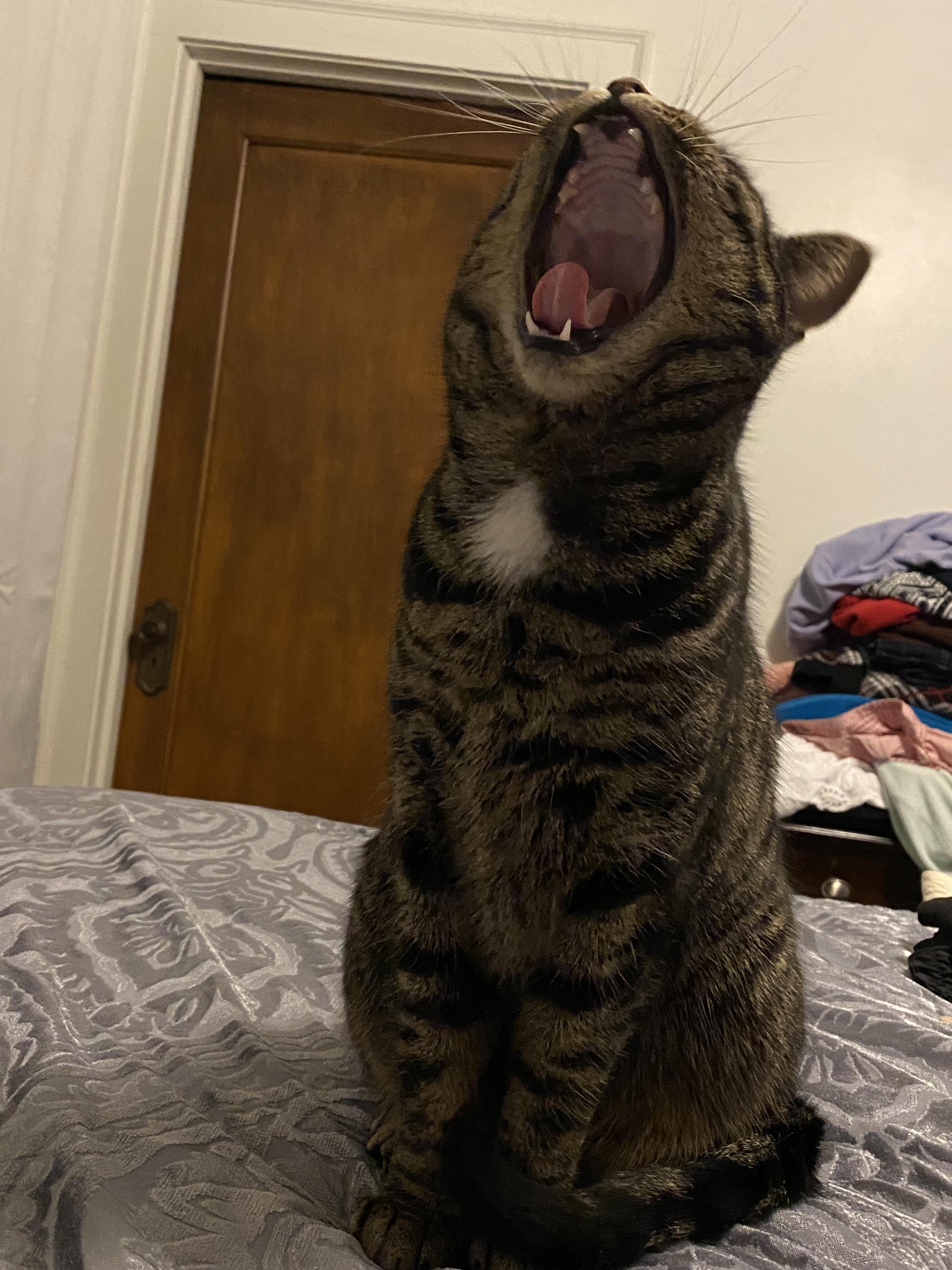 Mid yawn 😂 (ignore the pile of clothes in the back) | Scrolller