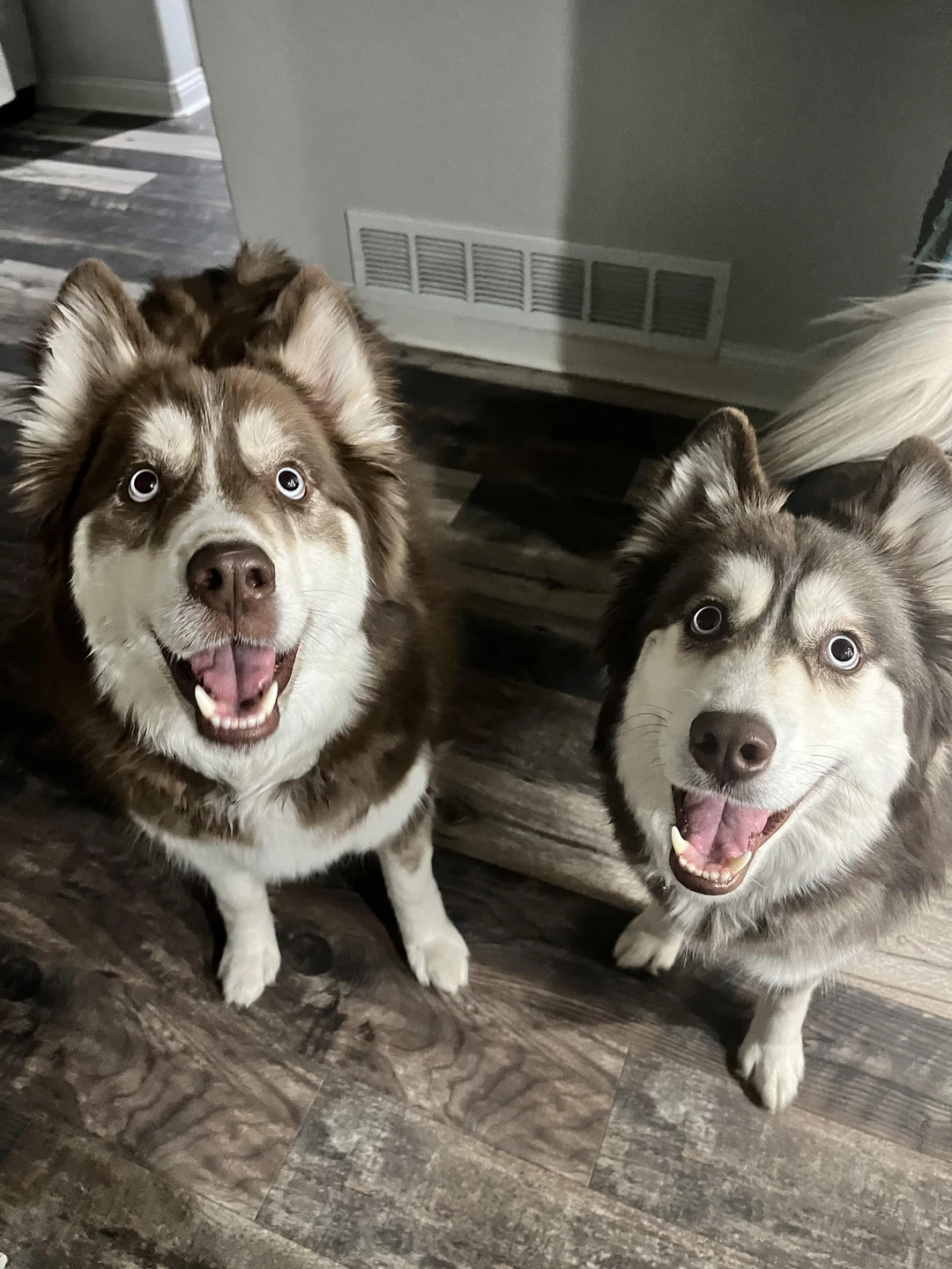 Our two cuties | Scrolller