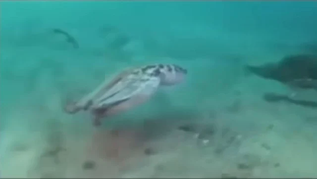 Master of disguise | Scrolller