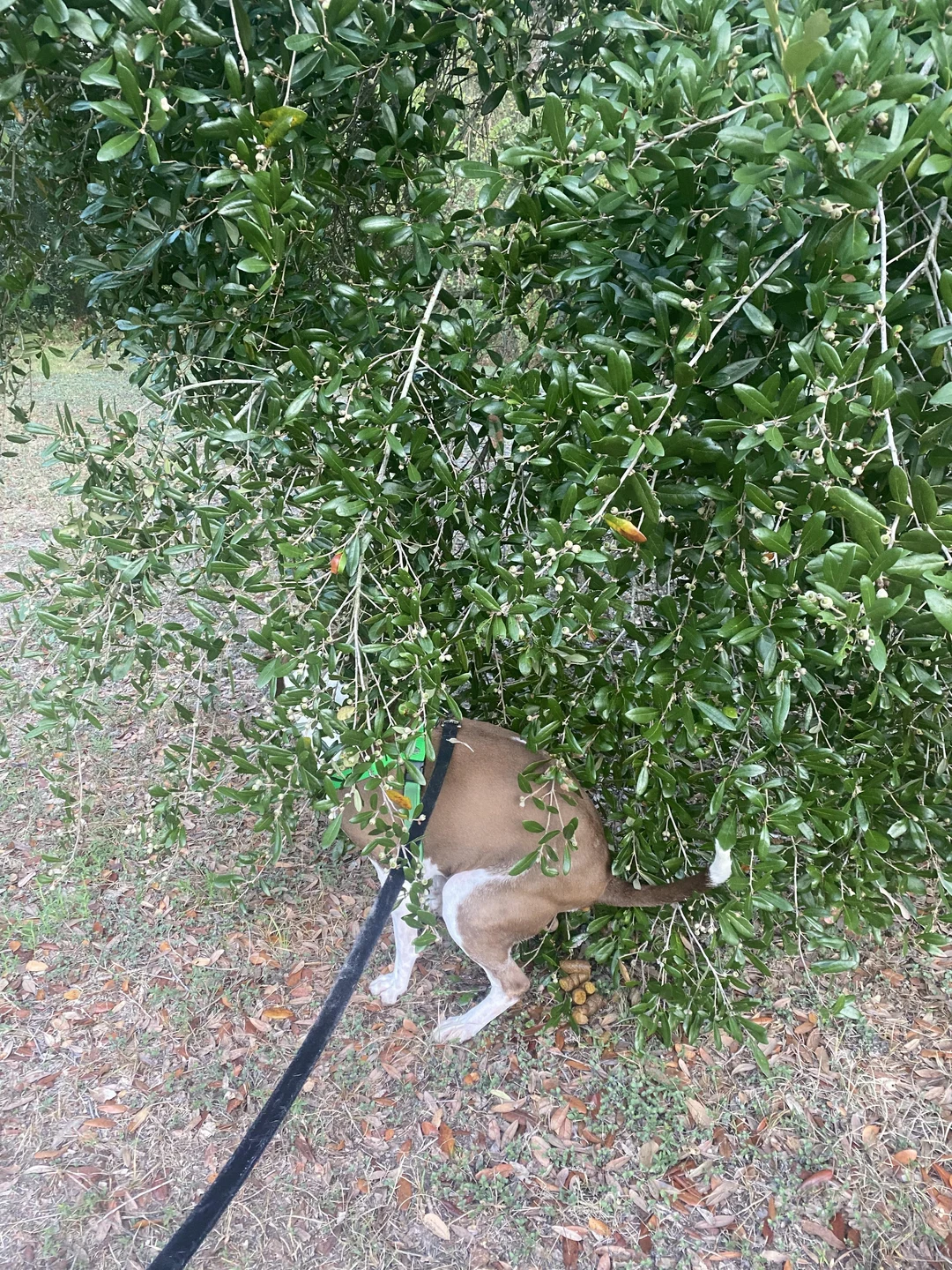 camouflage | Scrolller