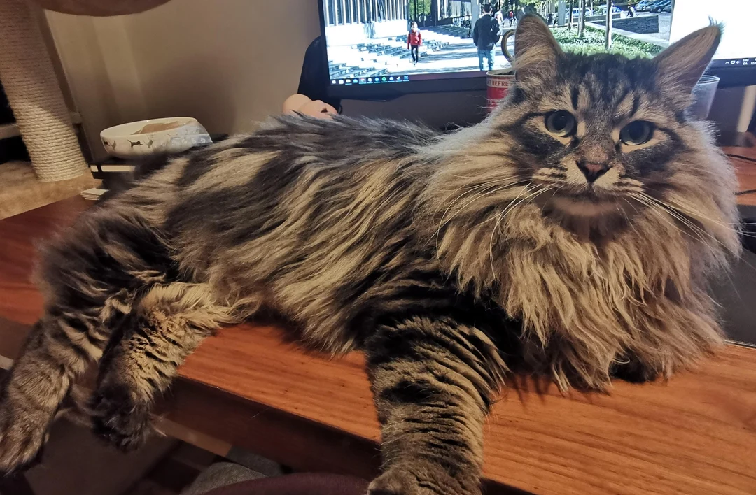 This handsome fella just keeps getting bigger | Scrolller