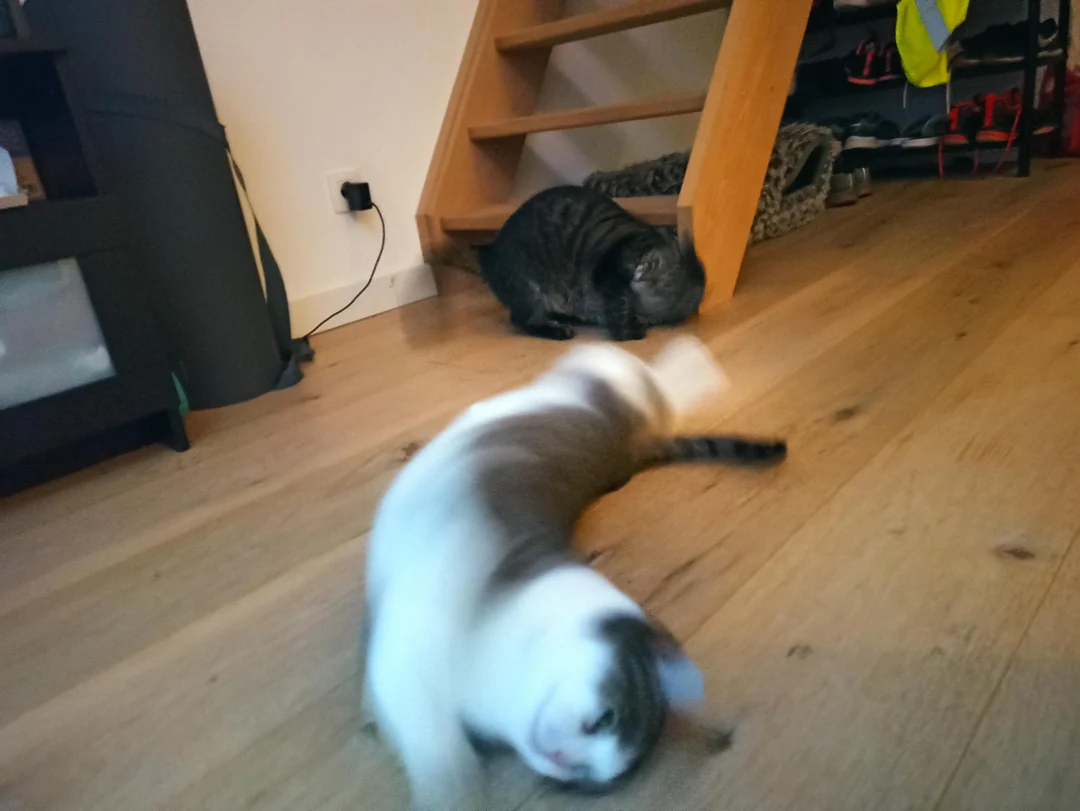 Blurry picture of cats | Scrolller