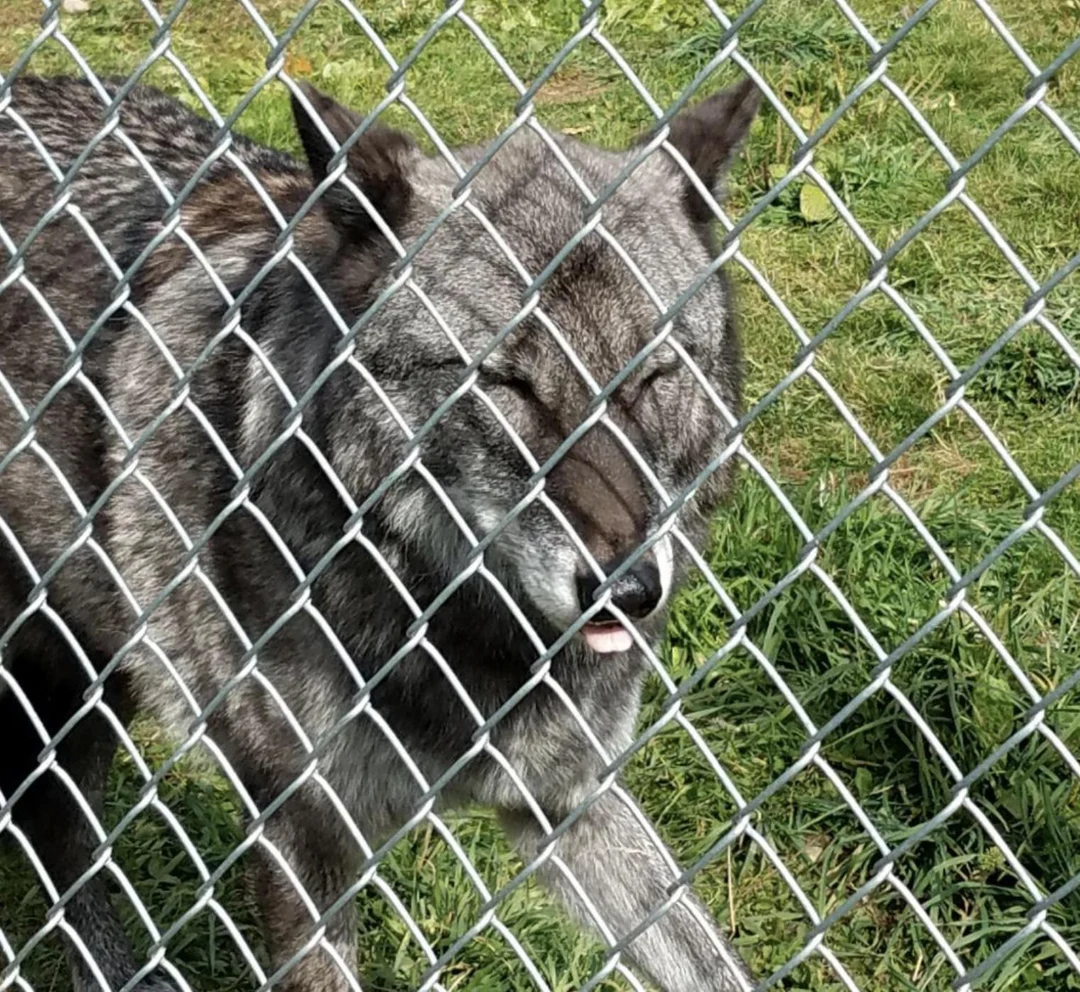 Visited a wolf sanctuary and managed to accidentally capture this blep | Scrolller