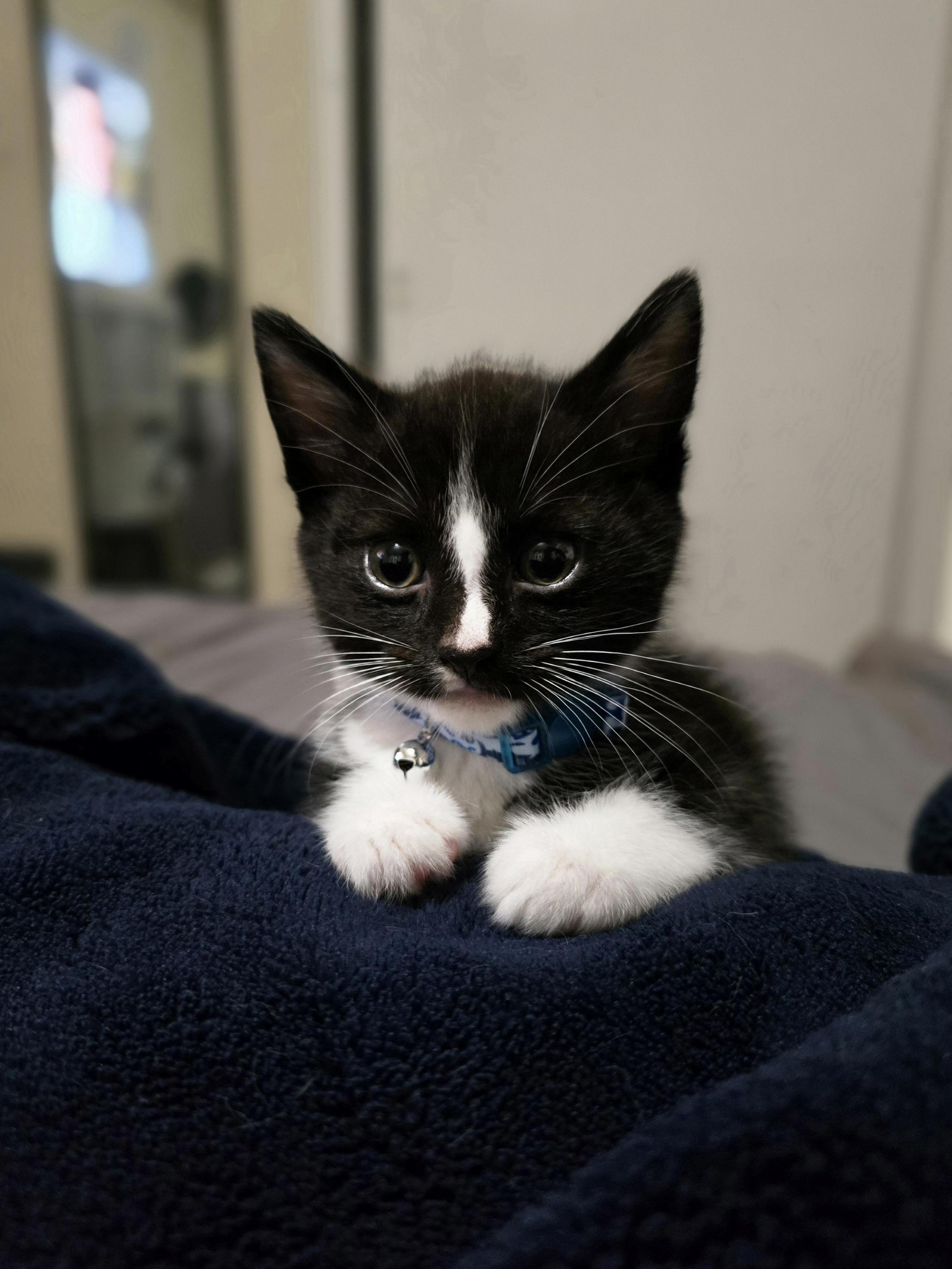 Blue collar | Scrolller