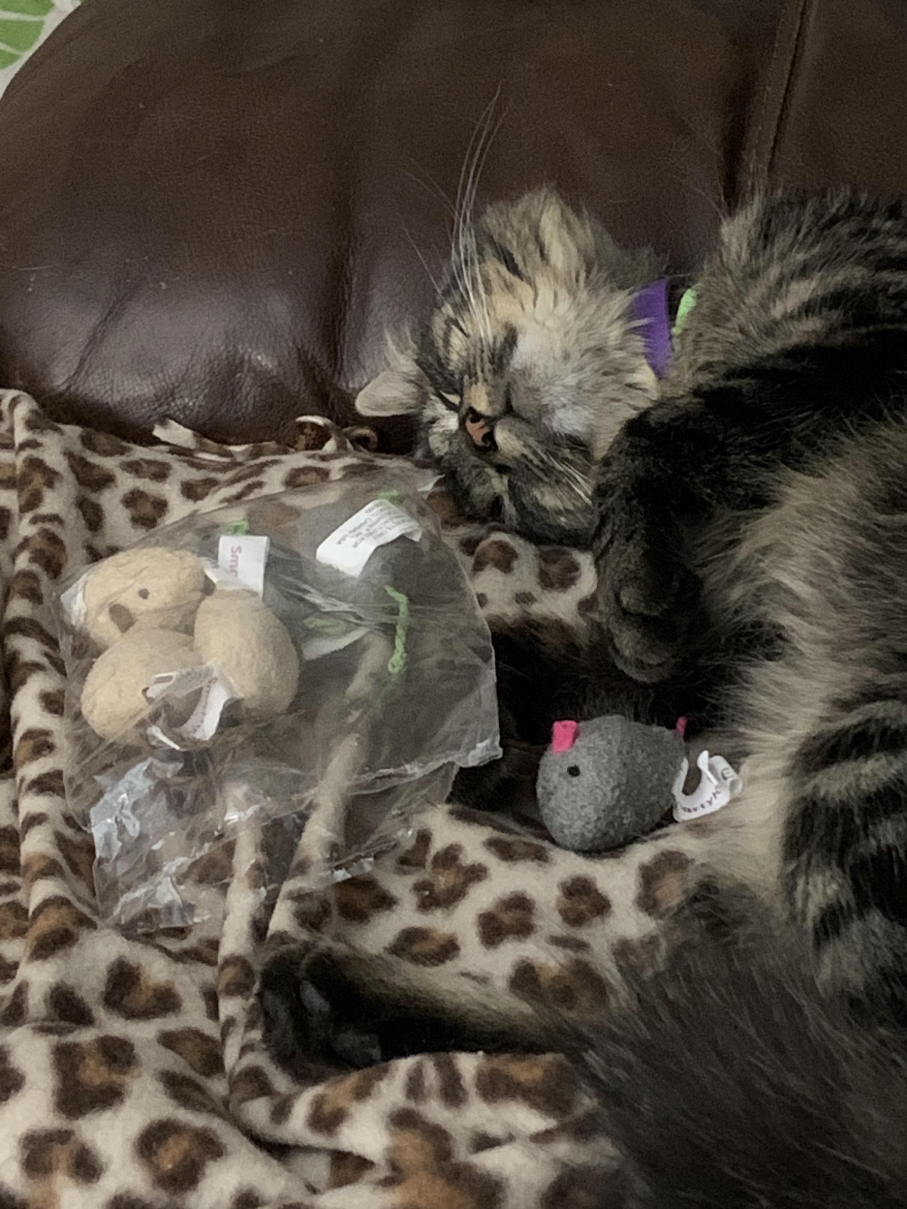 Max & his mice | Scrolller