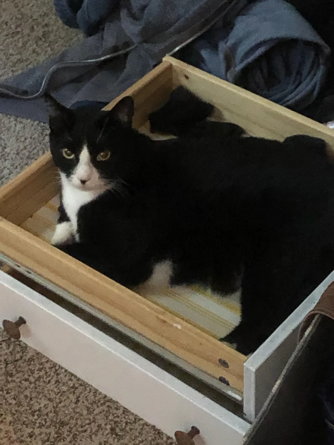 Trapped my cat while moving my dresser | Scrolller