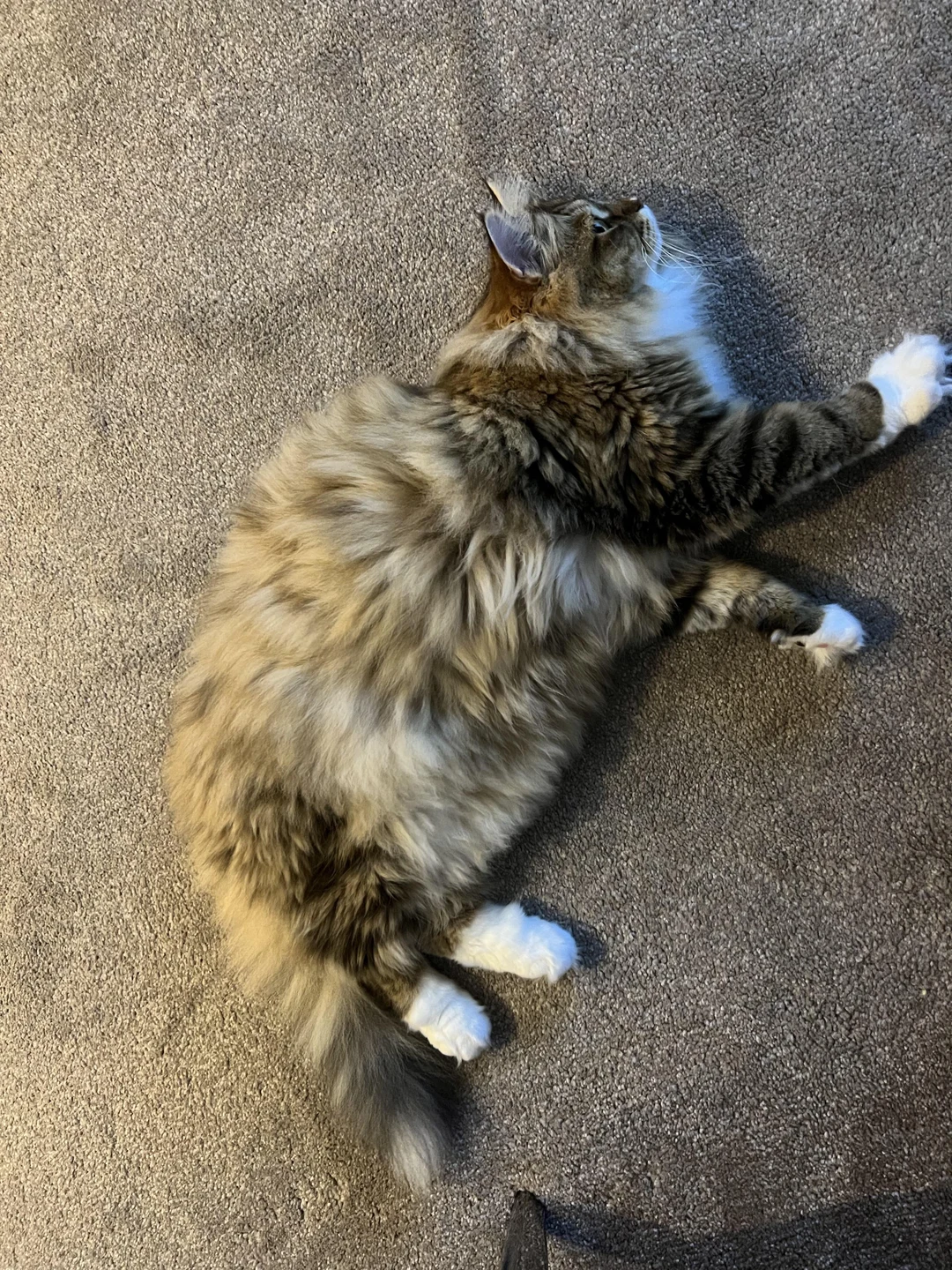 Fat Blob A.KA. Dopey Locks. | Scrolller