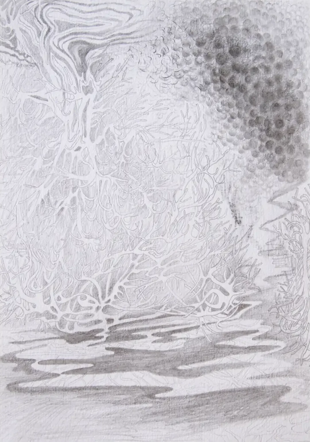 Mangrove, by me, graphite on paper, 2023 | Scrolller