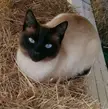 This Cute Siamese Cat 🐱 | Scrolller