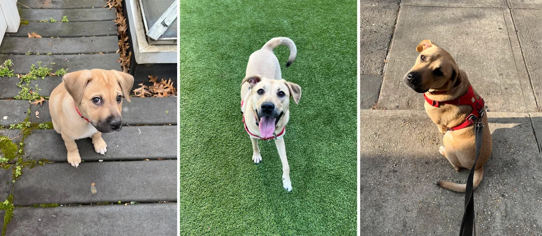 It's Ladybird's second Gotcha Day | Scrolller