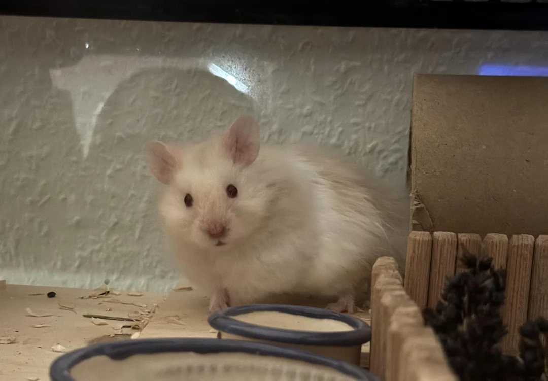 First time seeing Louie after 2 weeks of hiding | Scrolller