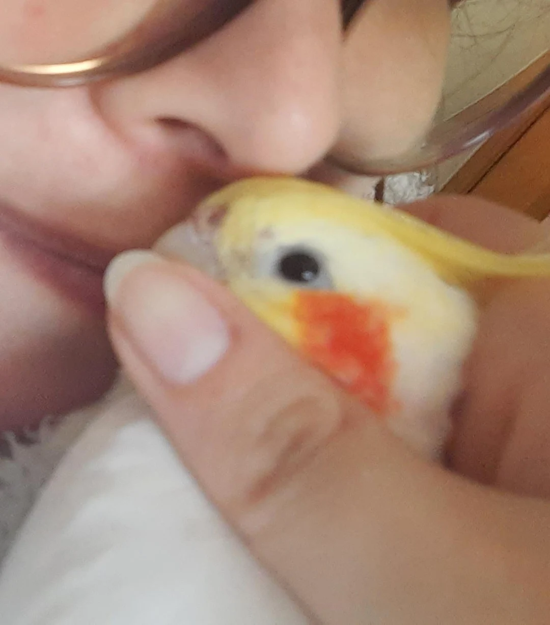 What does your birb smell like?? Mine smells like corn today | Scrolller