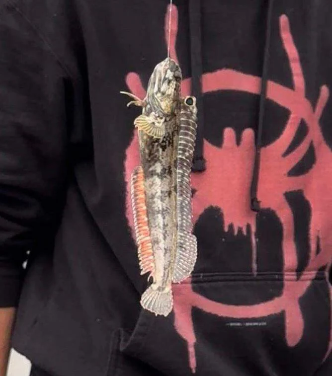 Discover more like Fishing: Can anyone help me identify this fish? Caught in Long Beach ...