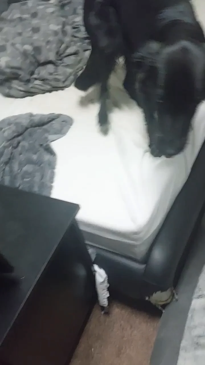 Guilty Doggo | Scrolller