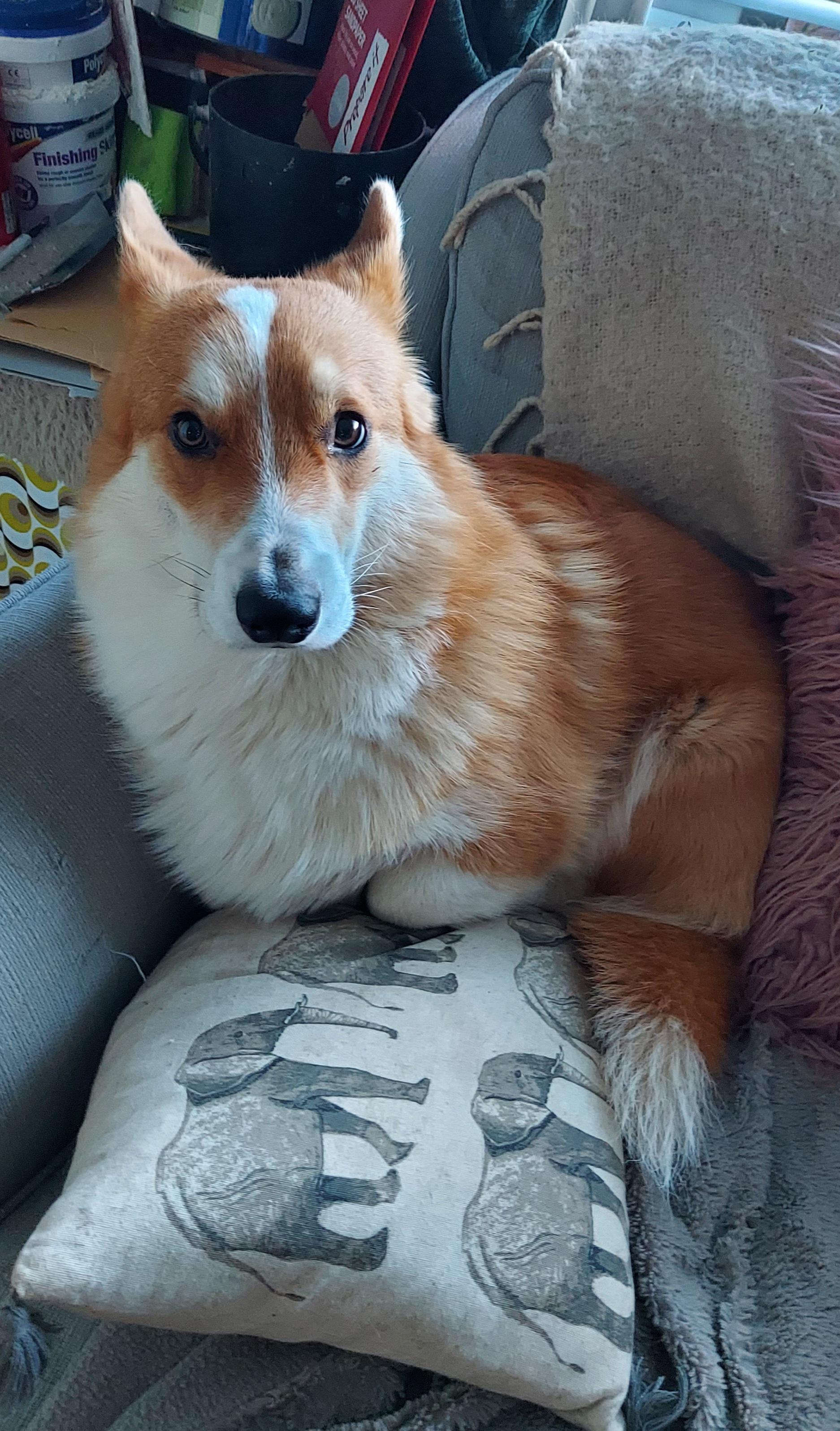 Discover more like Corgi: Loaf and Related Content | Scrolller