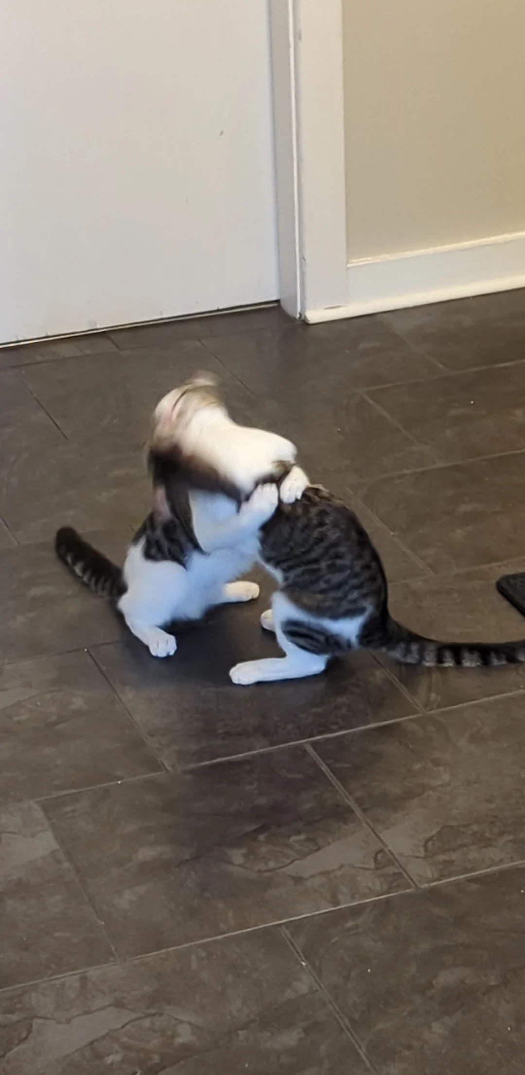 Blurry picture of cats | Scrolller