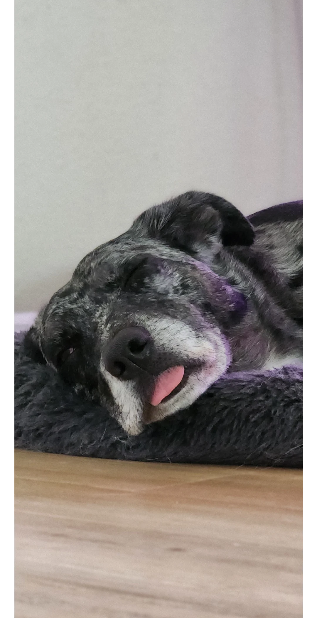 A whole lot of sleepy derp | Scrolller