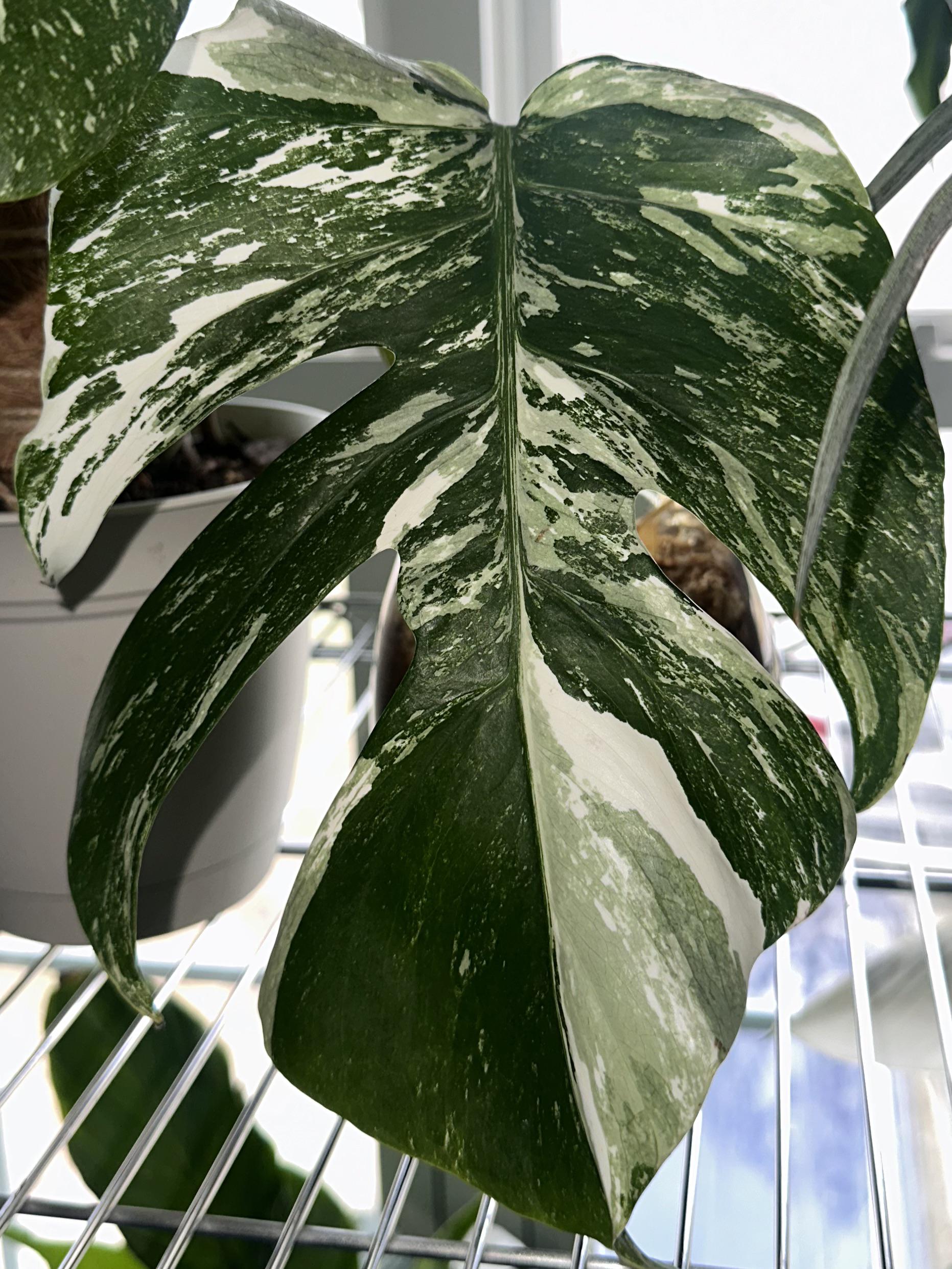 Finally got my dream monstera! | Scrolller