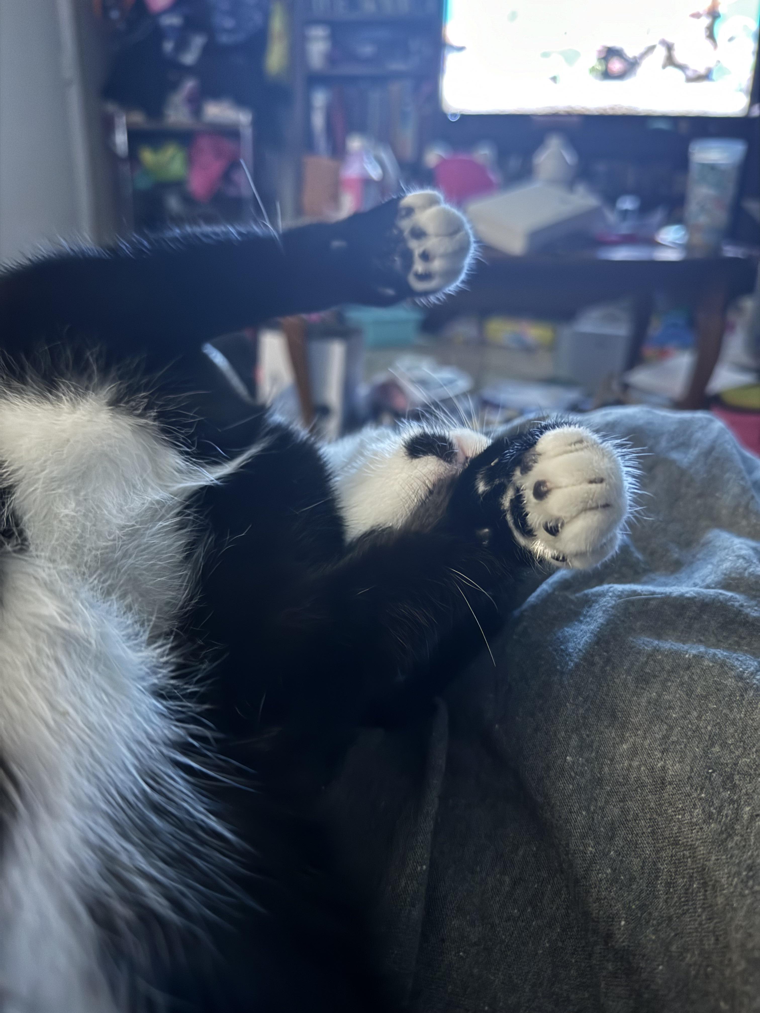 Toe beans and Tummy Rubs | Scrolller