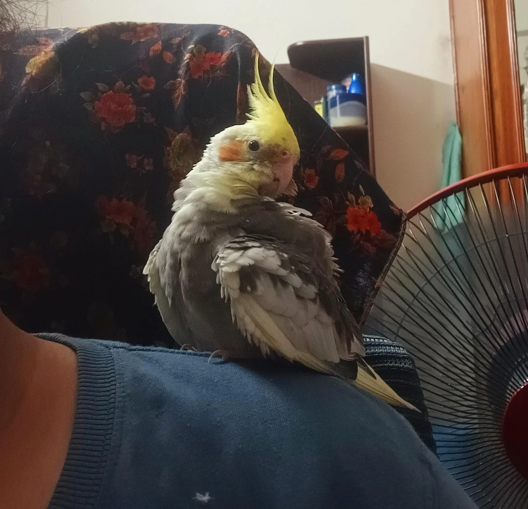 "why do you keep shoving that stoopid device on my face all the time, hooman?" | Scrolller