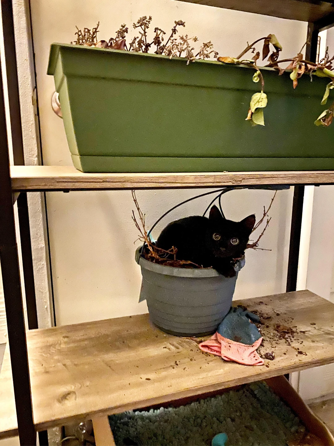 My potted Lucy | Scrolller