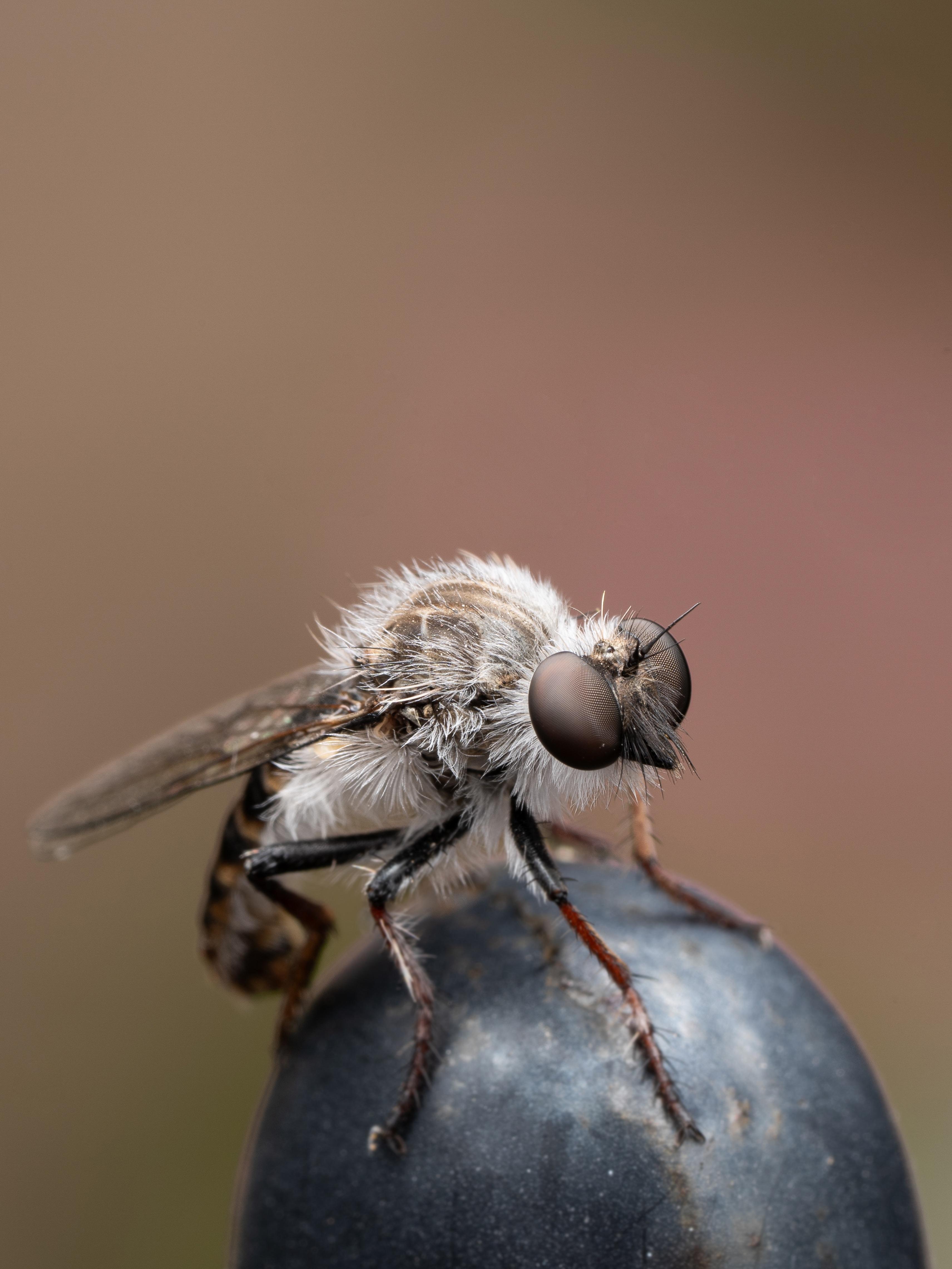 Robber Fly | Scrolller