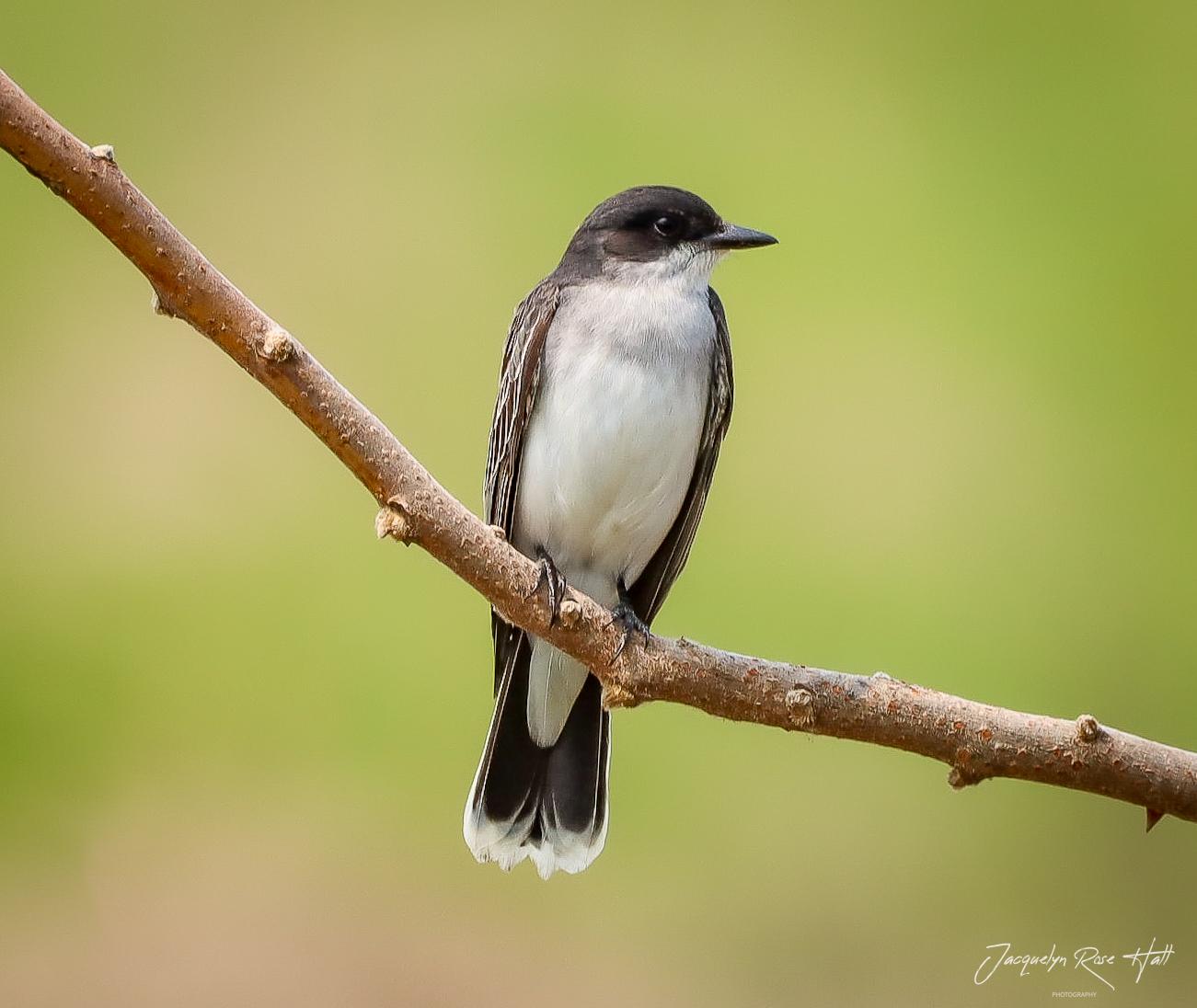 Eastern Kingbird | Scrolller