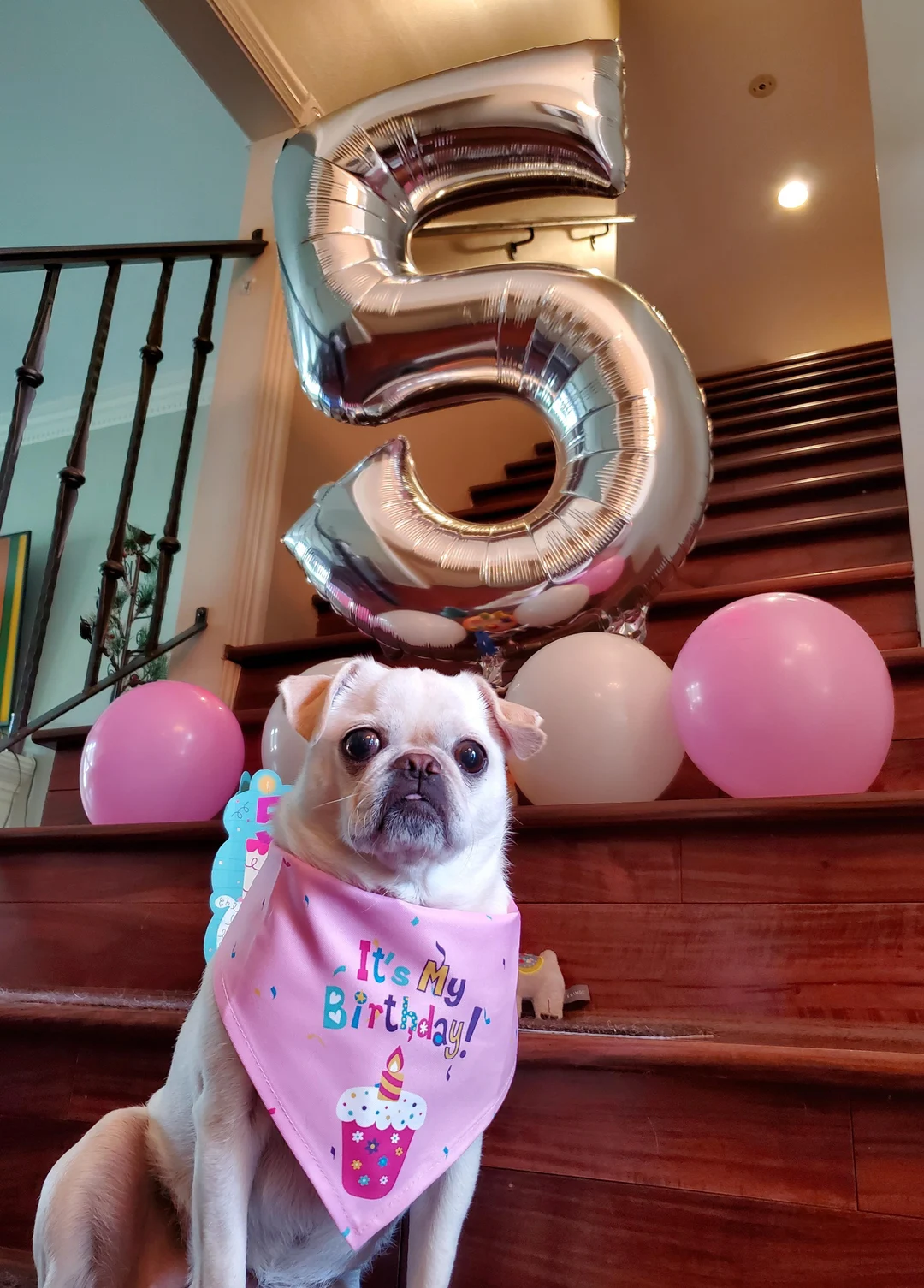 BB's Birthday blep :) | Scrolller