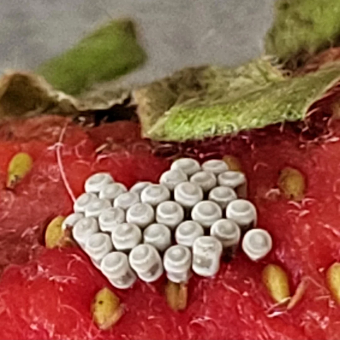 Old strawberry | Scrolller