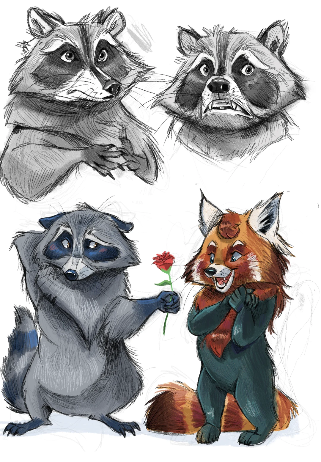 Some raccoon sketches I drew ! Digital (: | Scrolller