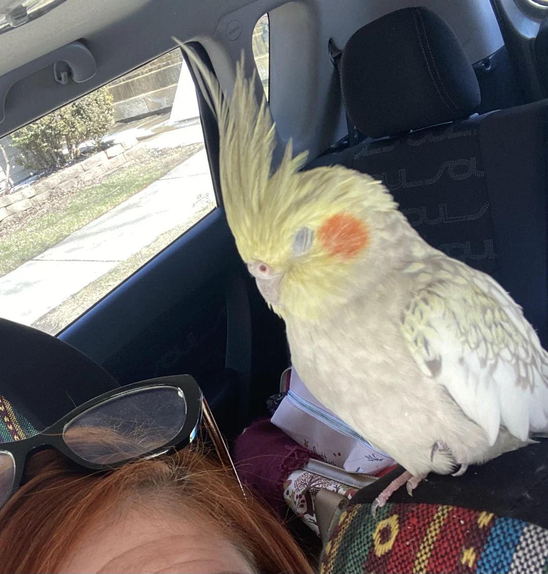 Taking a nap on her car trip. | Scrolller