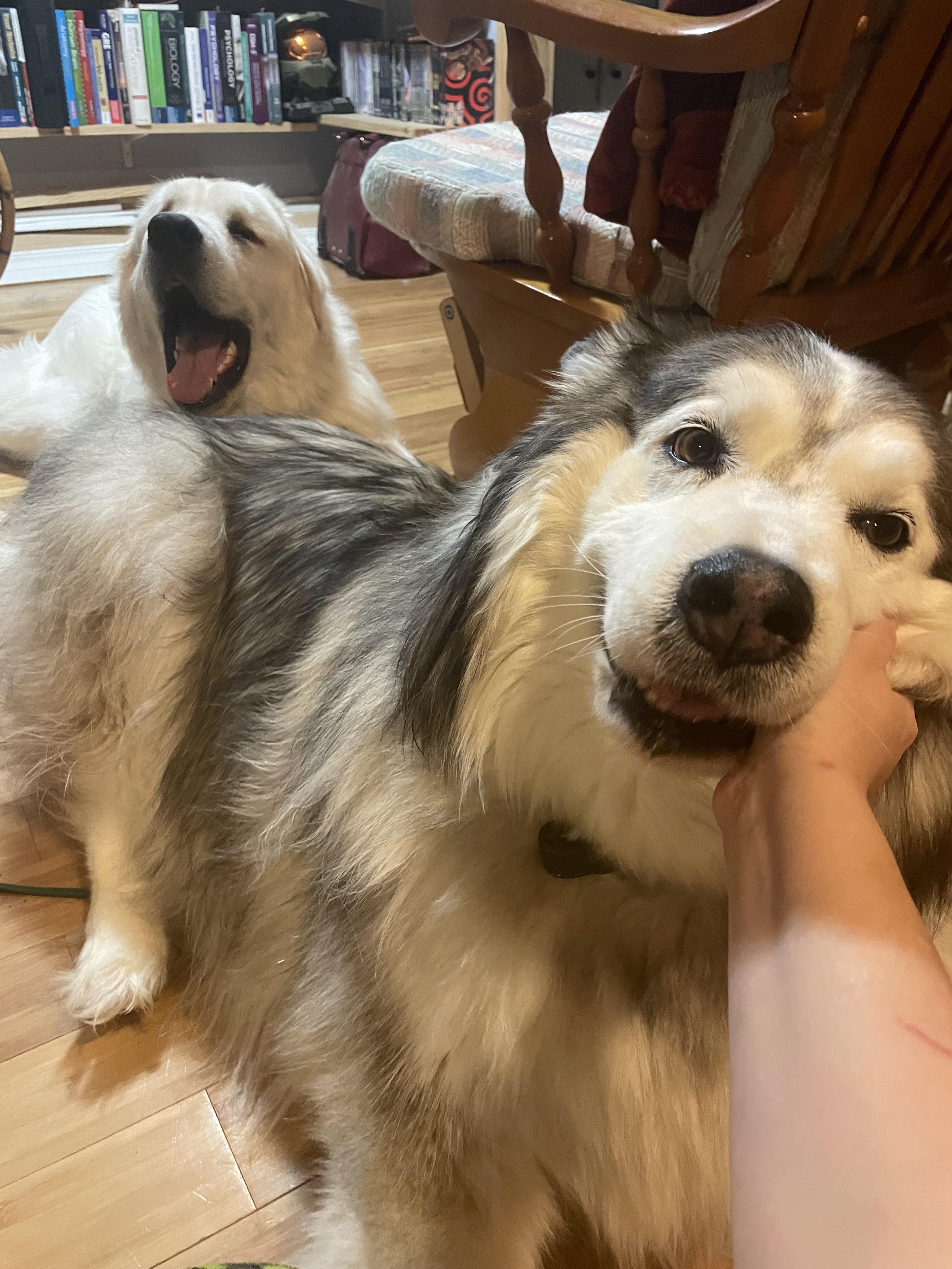 Kuma is such a sucky pants while Toph waits his turn. | Scrolller