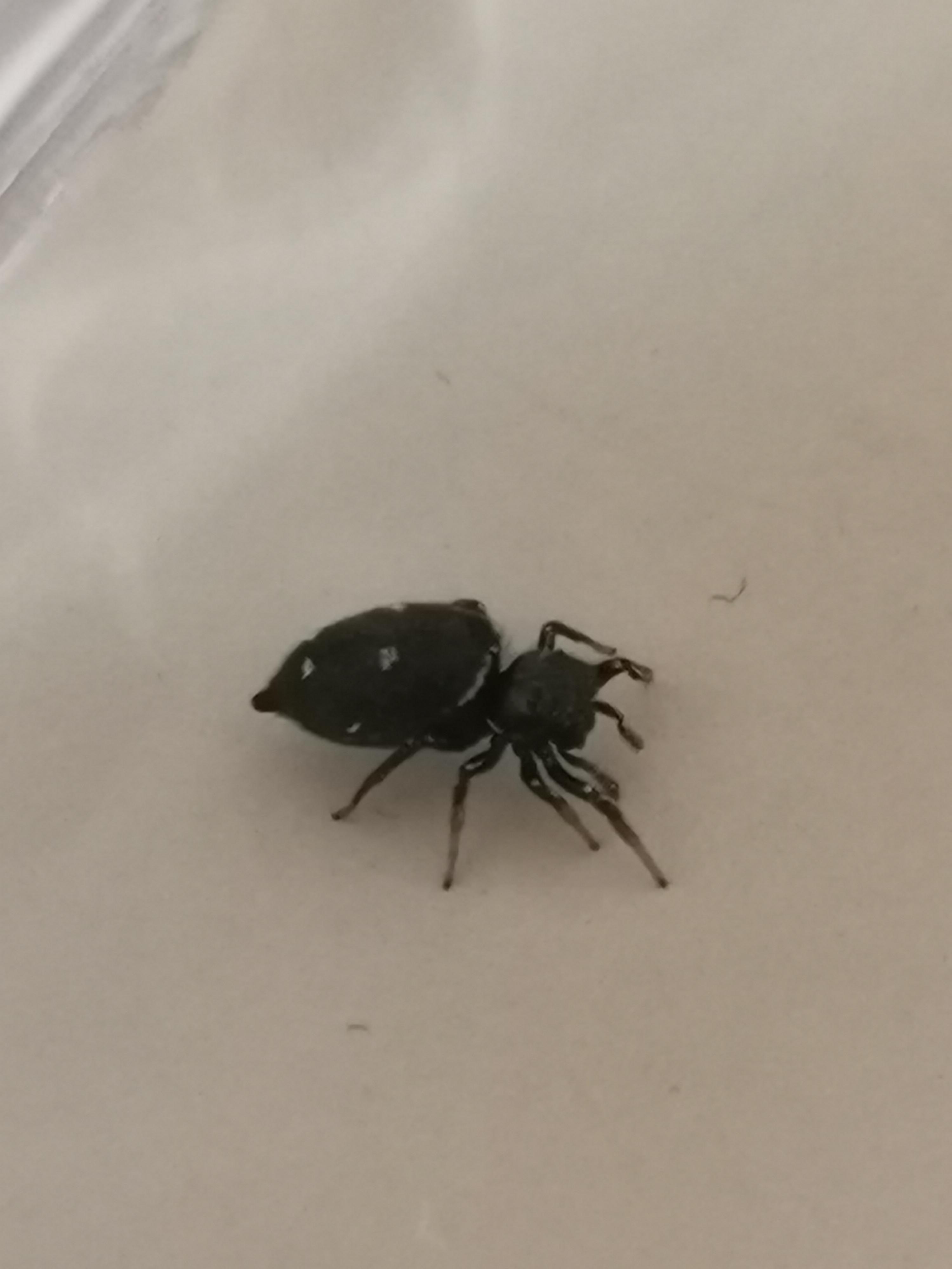 What species is this? | Scrolller