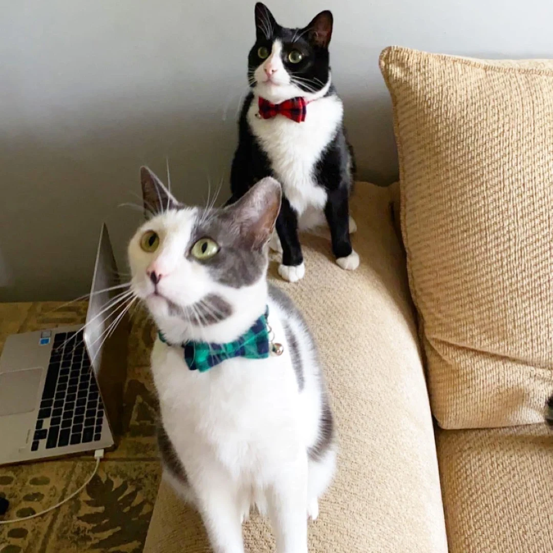 Louie & Hershey | Scrolller