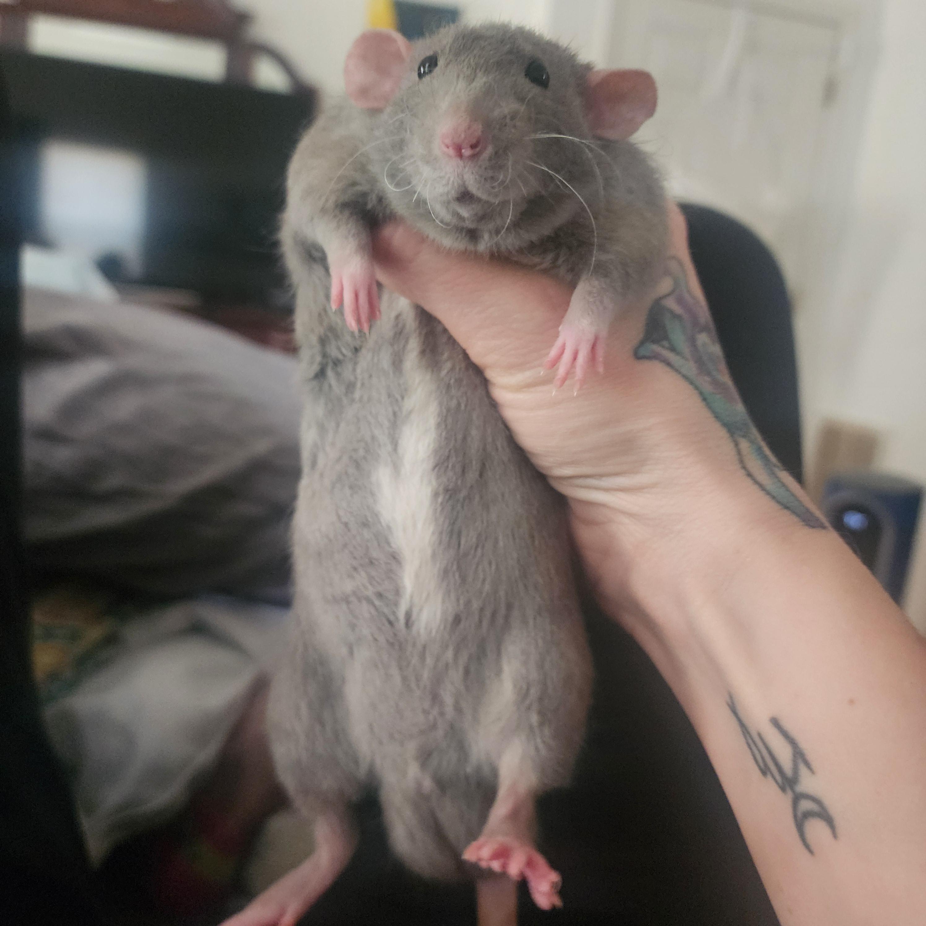 Quinlin The Chonk! | Scrolller