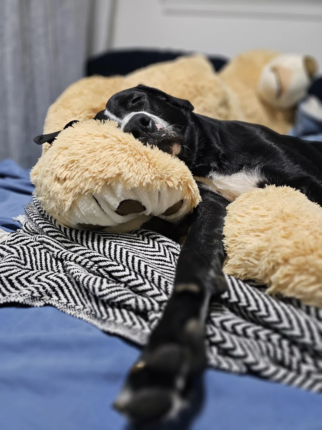 Juno ft little fat bear | Scrolller