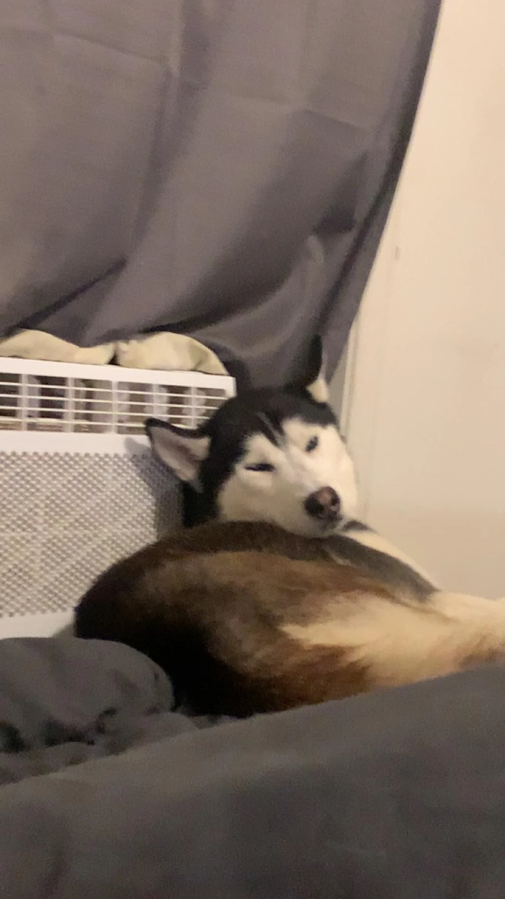 Always hogging the extra AC 😂 | Scrolller