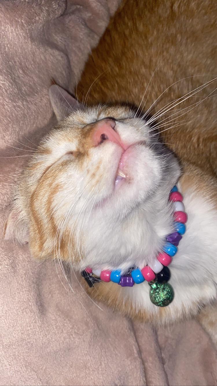 Nugget!! | Scrolller