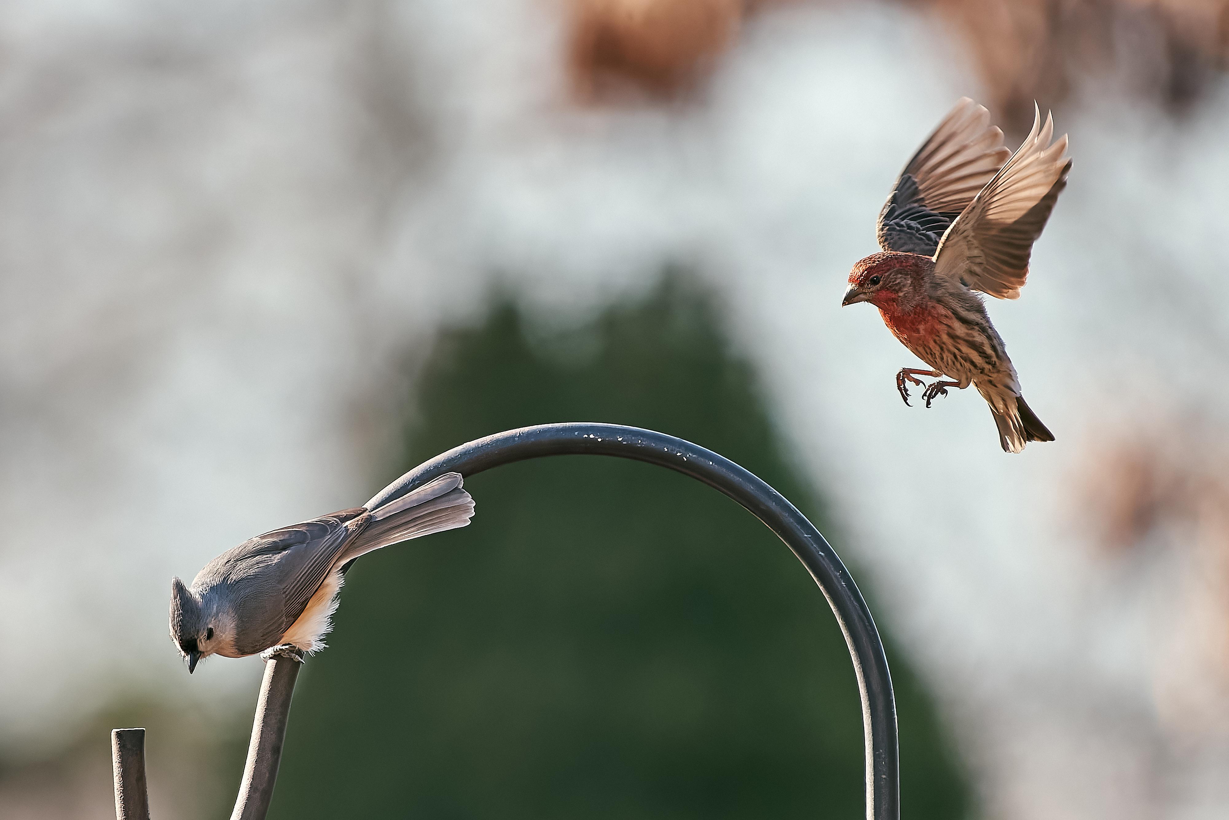 house finch & tufted titmouse maneuver for seed | Scrolller